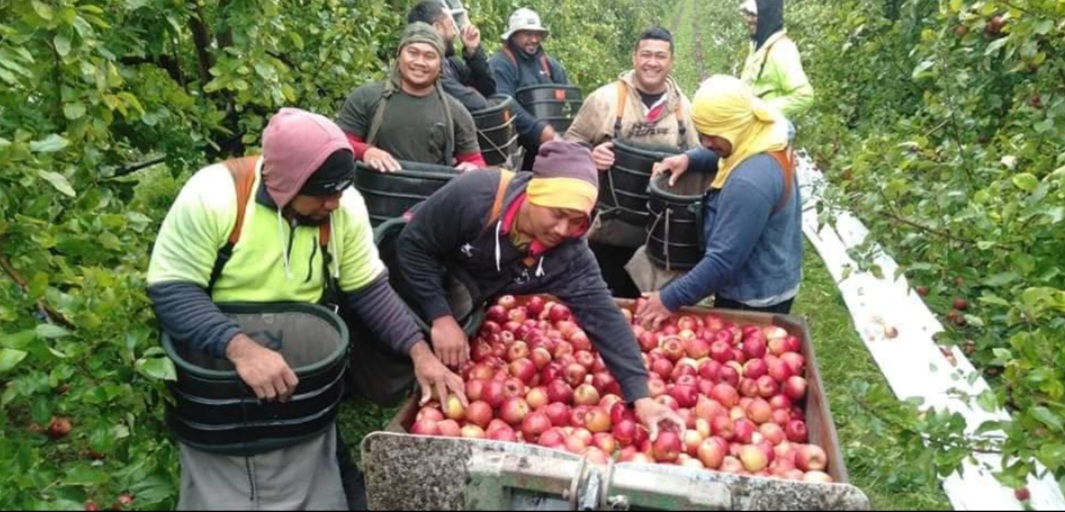 Recognised Seasonal Employer (RSE) - PickNZ